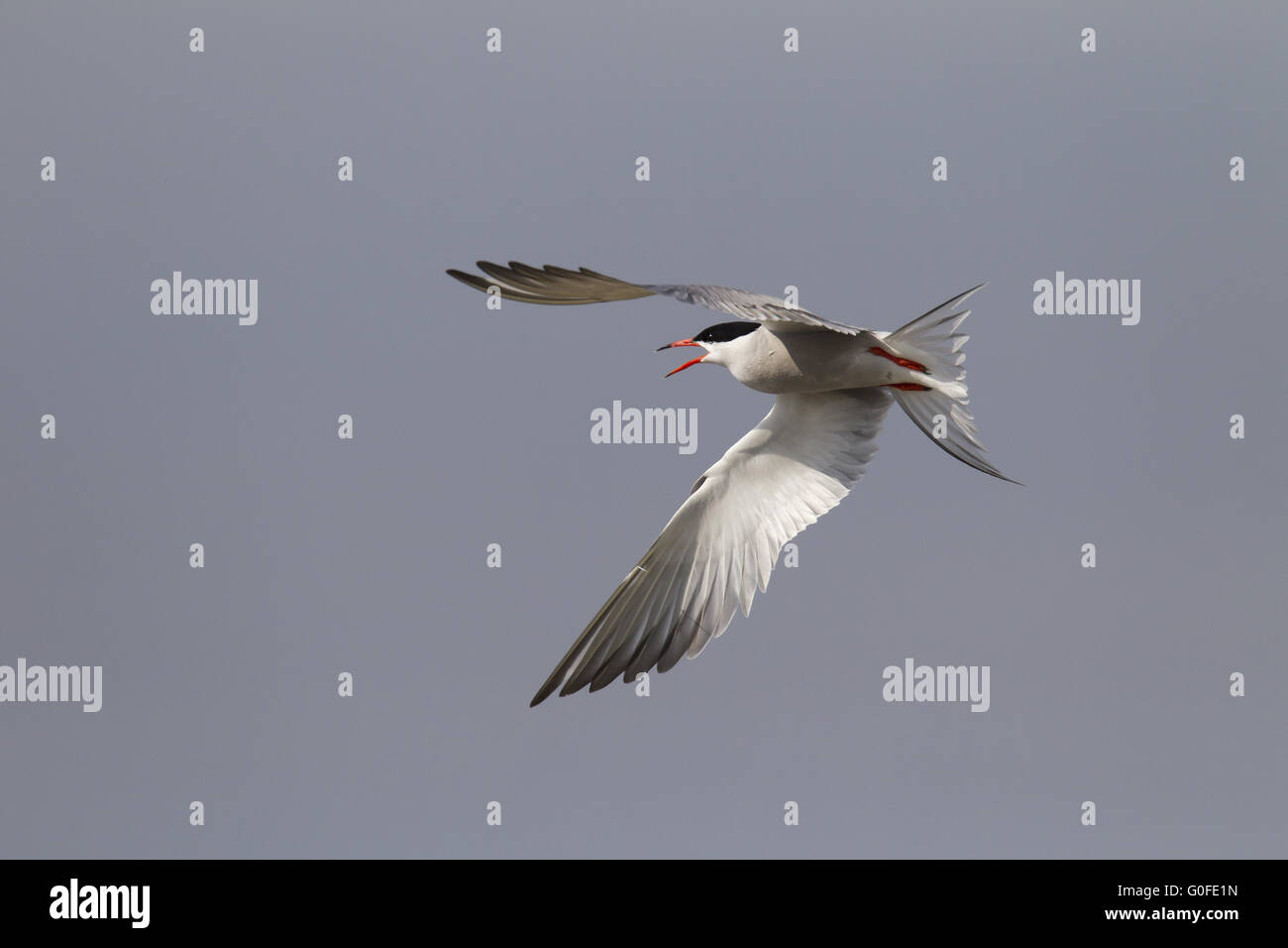 Common Tern young birds mostly nest on the periphery of the colony ...