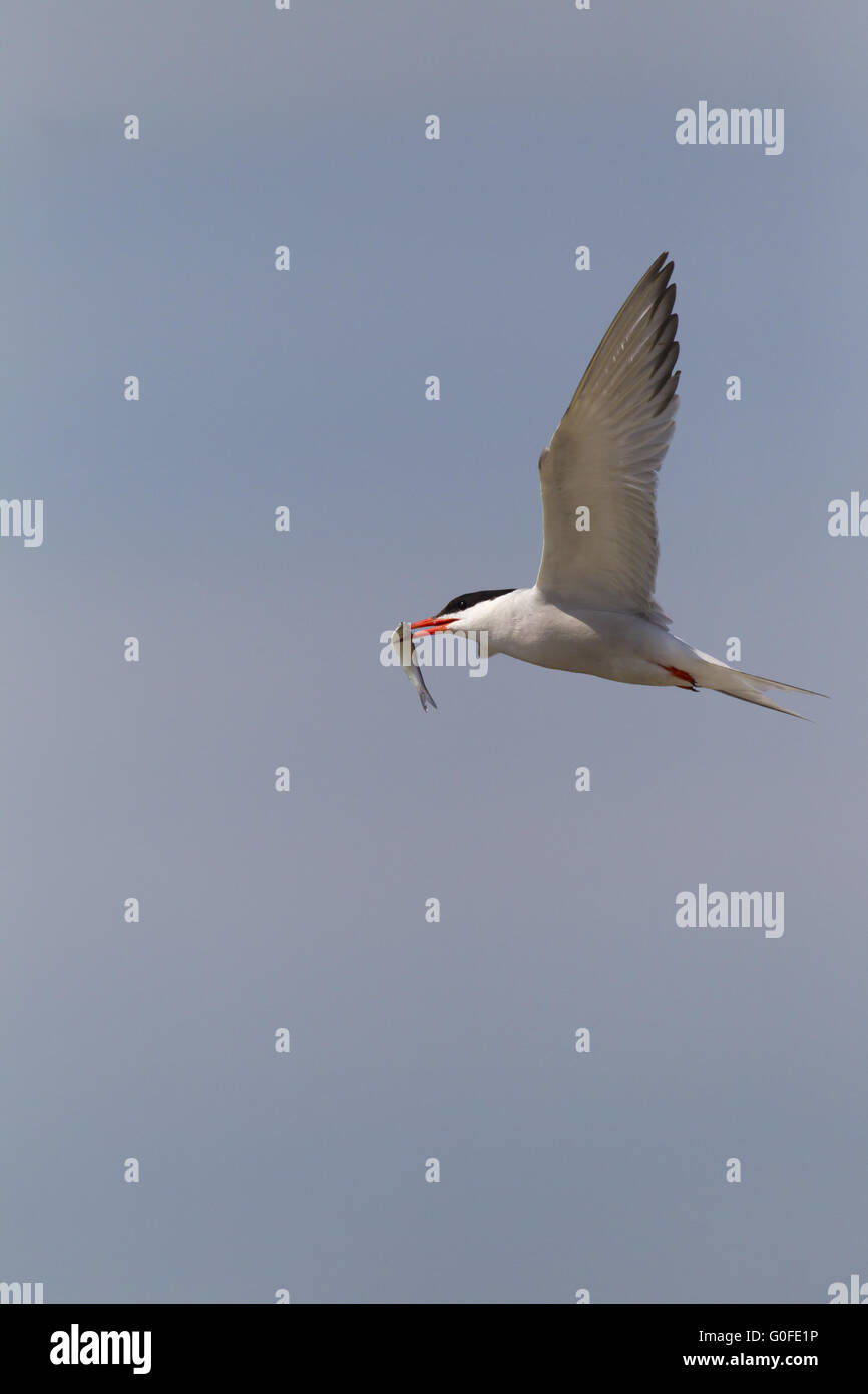 Common Tern feeds by plunge-diving for fish, molluscs and other ...