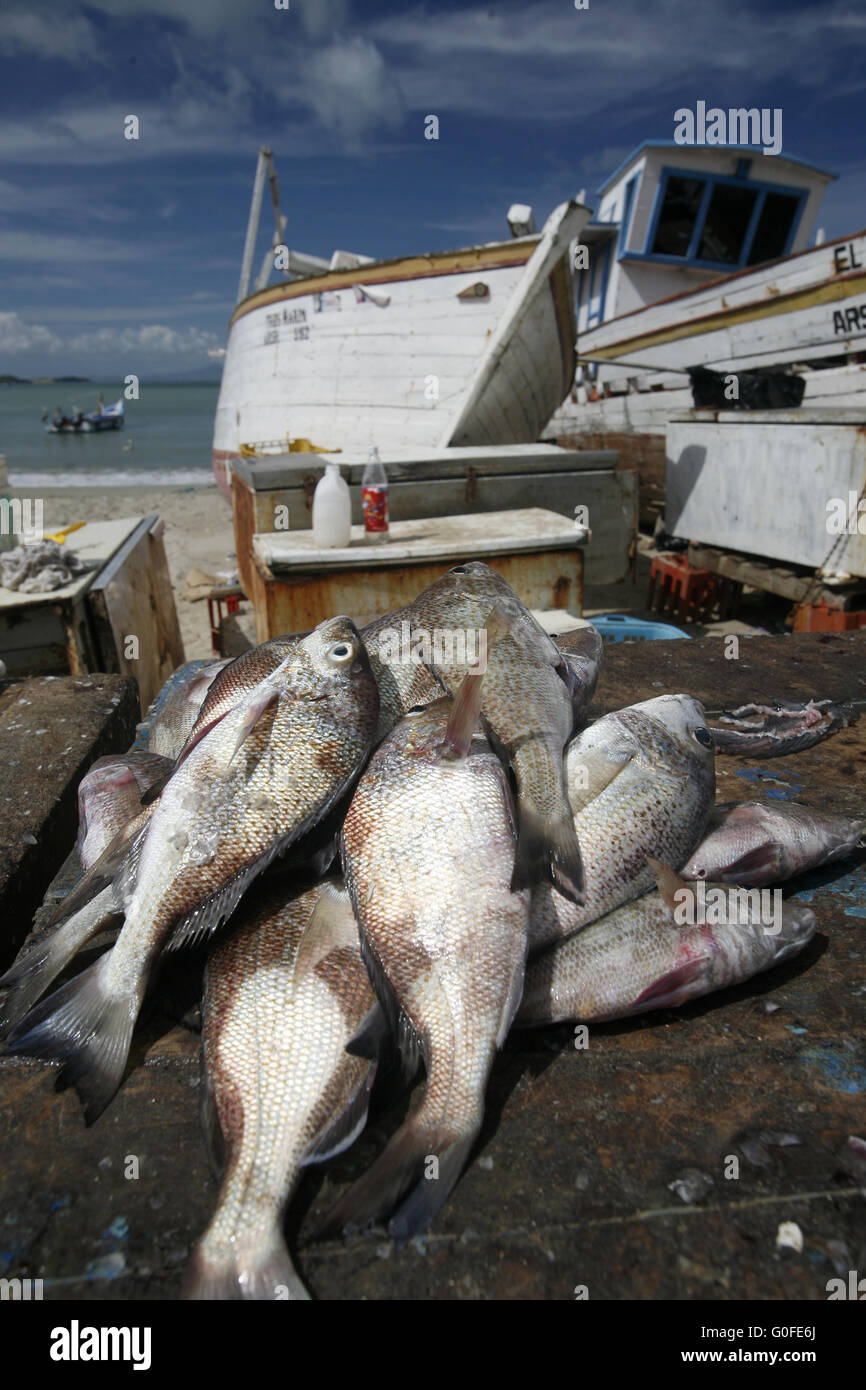 Fish of south america hi-res stock photography and images - Alamy