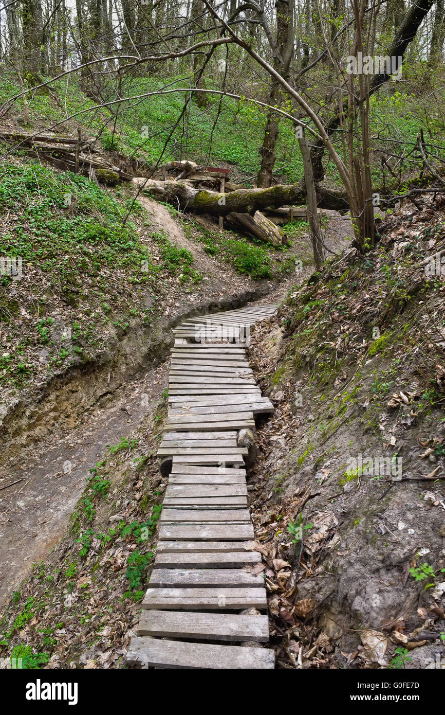 Ravine forest hi-res stock photography and images - Alamy