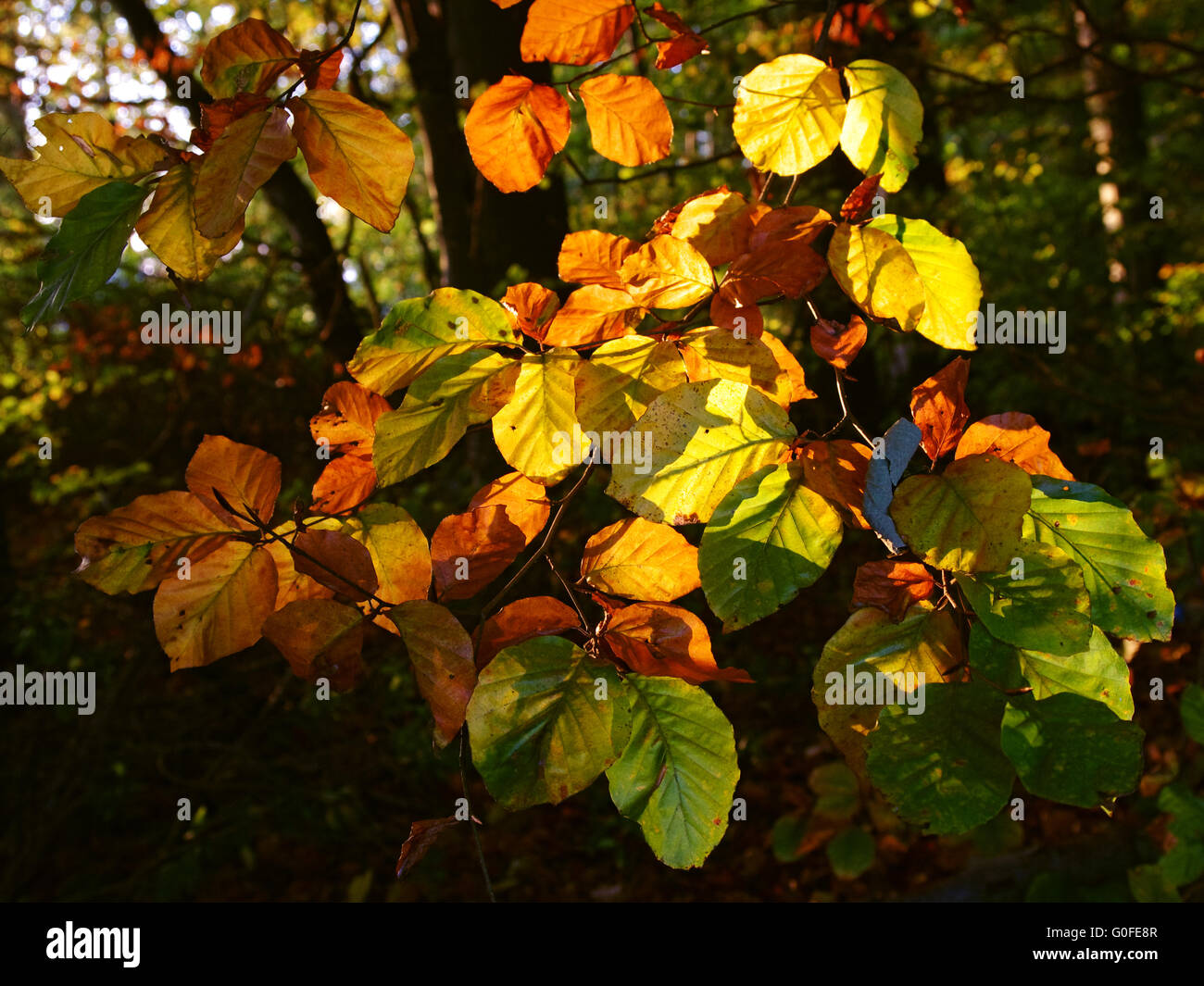 Autumn leaves in light Stock Photo - Alamy