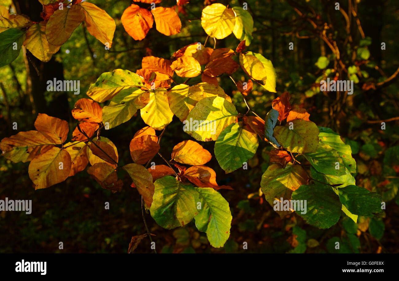 Autumn leaves in light Stock Photo - Alamy