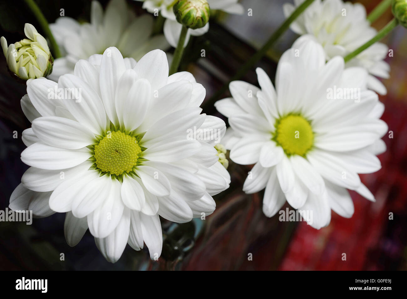 White mums hi-res stock photography and images - Alamy