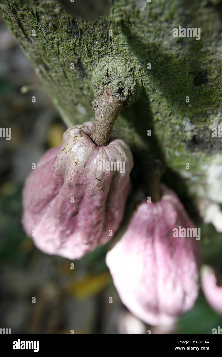 SOUTH AMERICA VENEZUELA CHUAO CACAO PLANTATION Stock Photo - Alamy