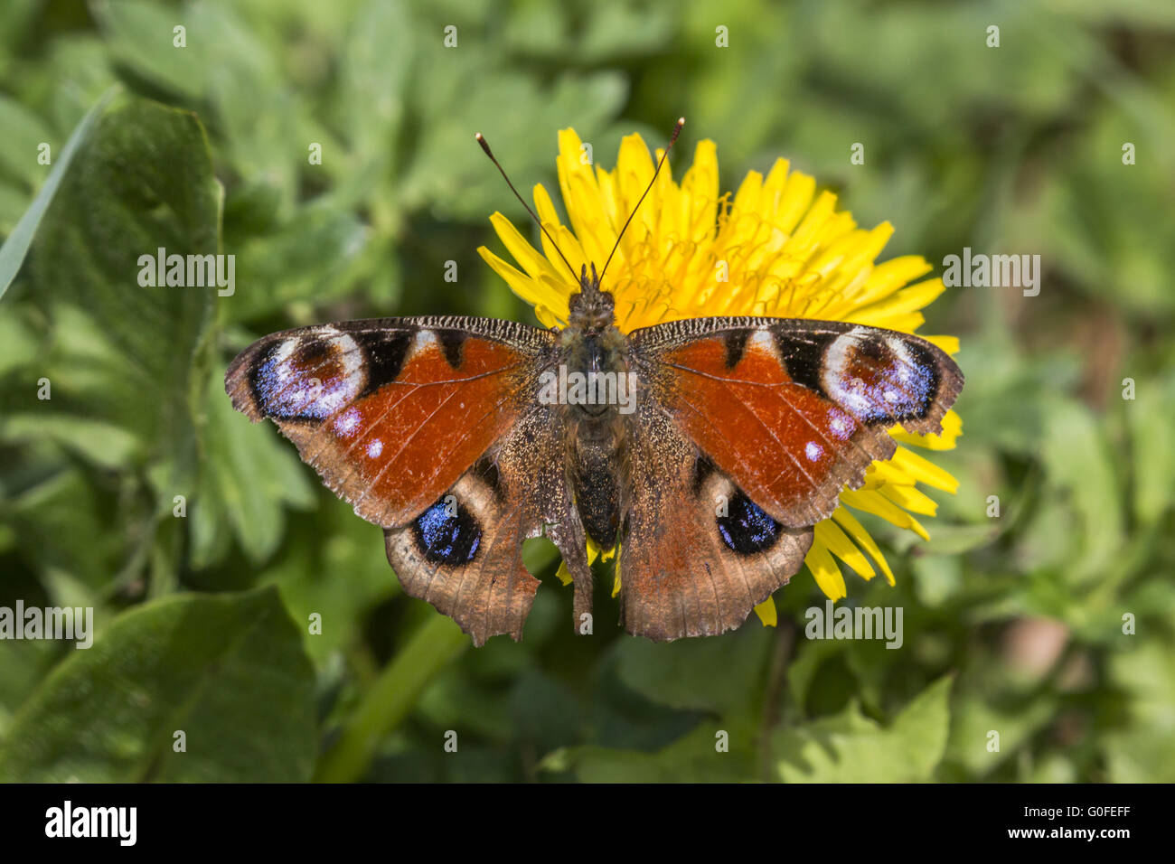 Peacock butterfly (Inachis io Stock Photo - Alamy