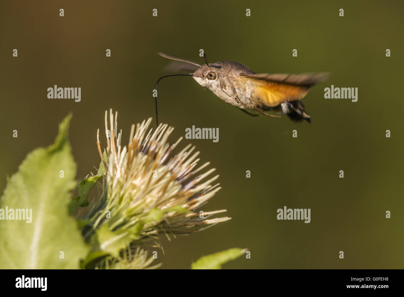 Hummingbird hawkmoth (Macroglossum stellatarum Stock Photo - Alamy