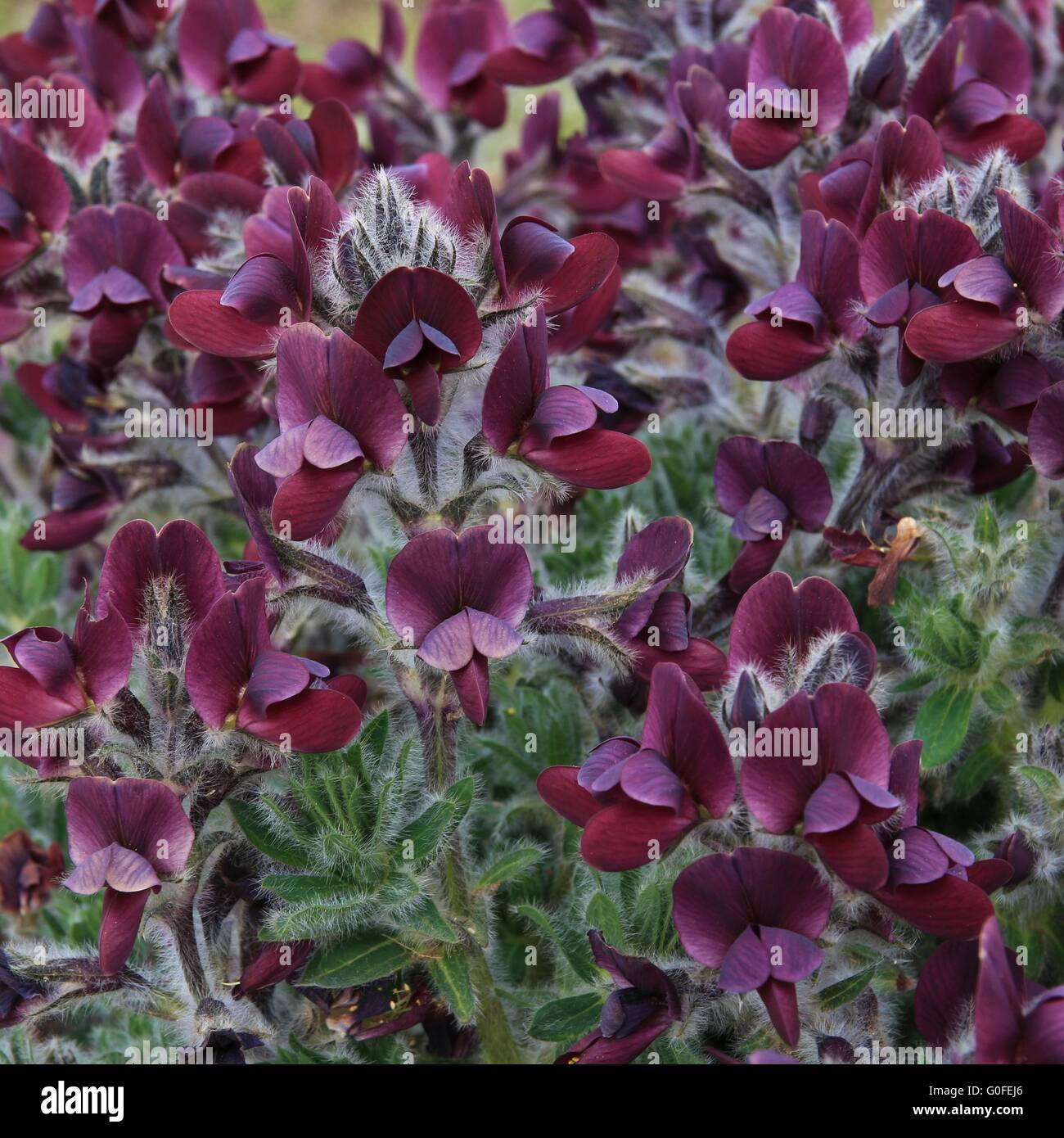Red flowers in himalayas hi-res stock photography and images - Alamy