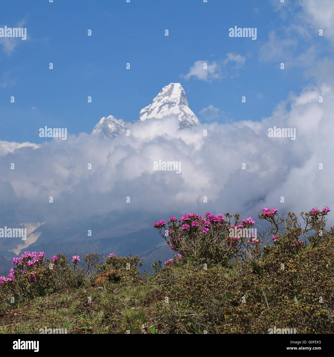 Spring scene in the Himalayas Stock Photo - Alamy