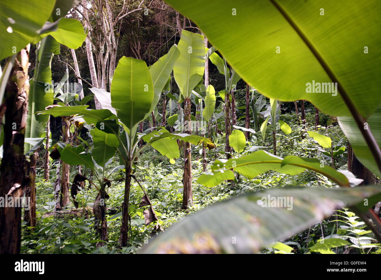 Forest venezuela hi-res stock photography and images - Alamy
