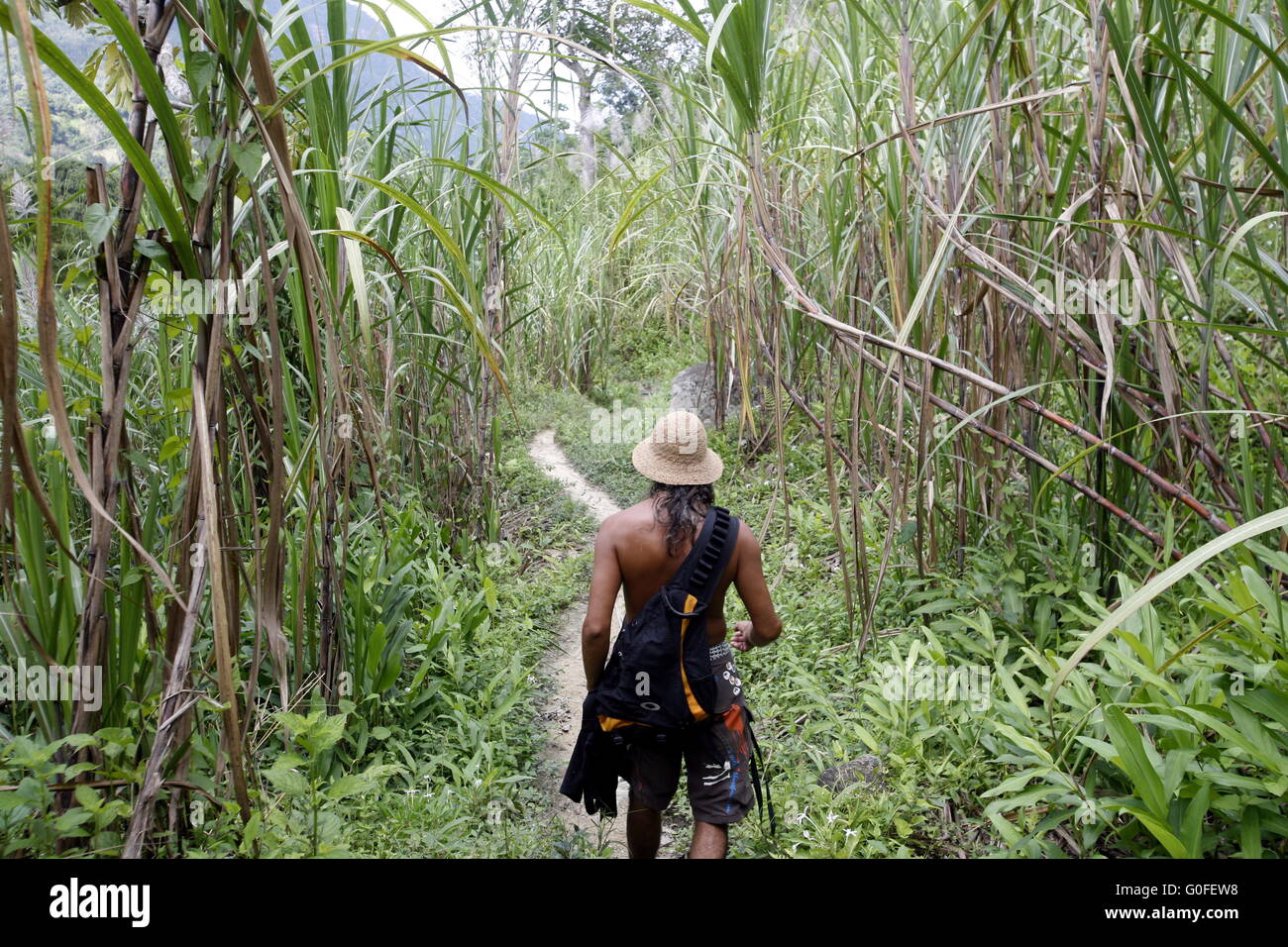 Forest at venezuela hi-res stock photography and images - Alamy