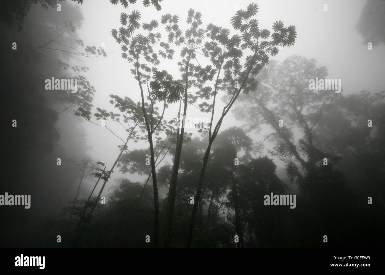 Tropical rain forest venezuela hi-res stock photography and images - Alamy