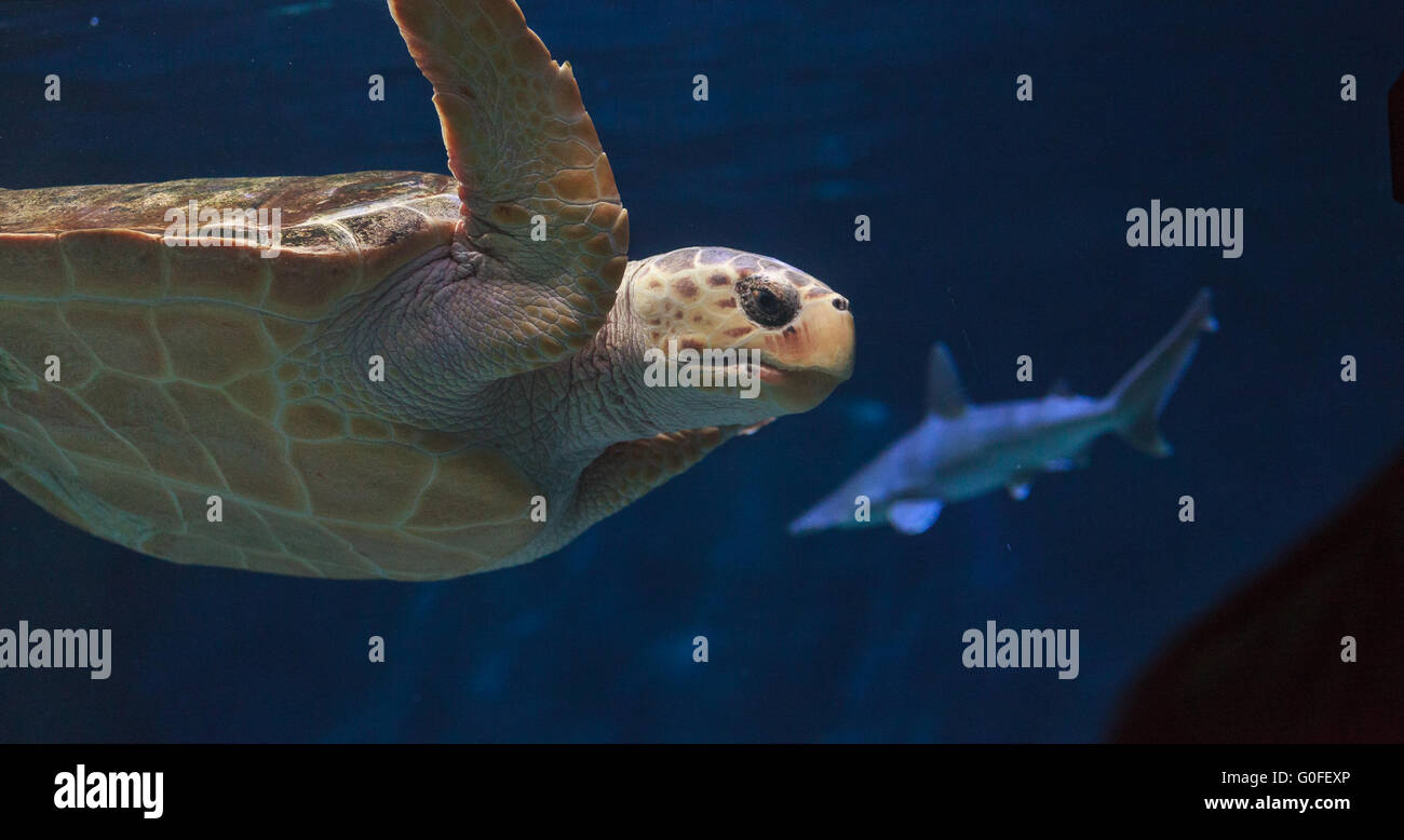 Juvenile loggerhead sea turtle, Caretta caretta Stock Photo - Alamy