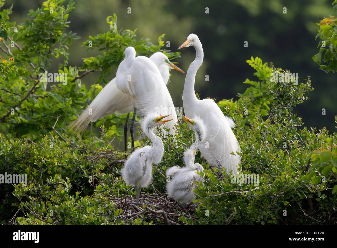 Great Egret and Chicks Stock Photo - Alamy