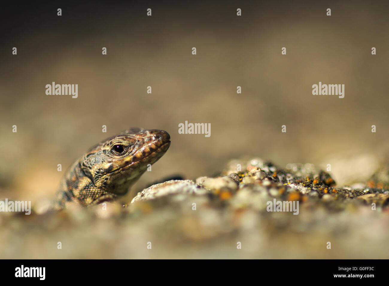 European wall lizard Stock Photo - Alamy