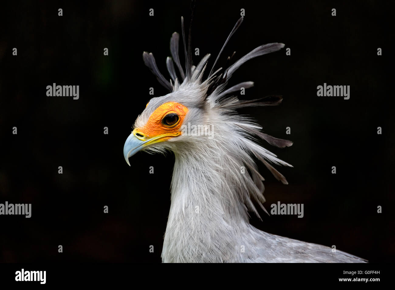 Secretary bird snake hi-res stock photography and images - Alamy
