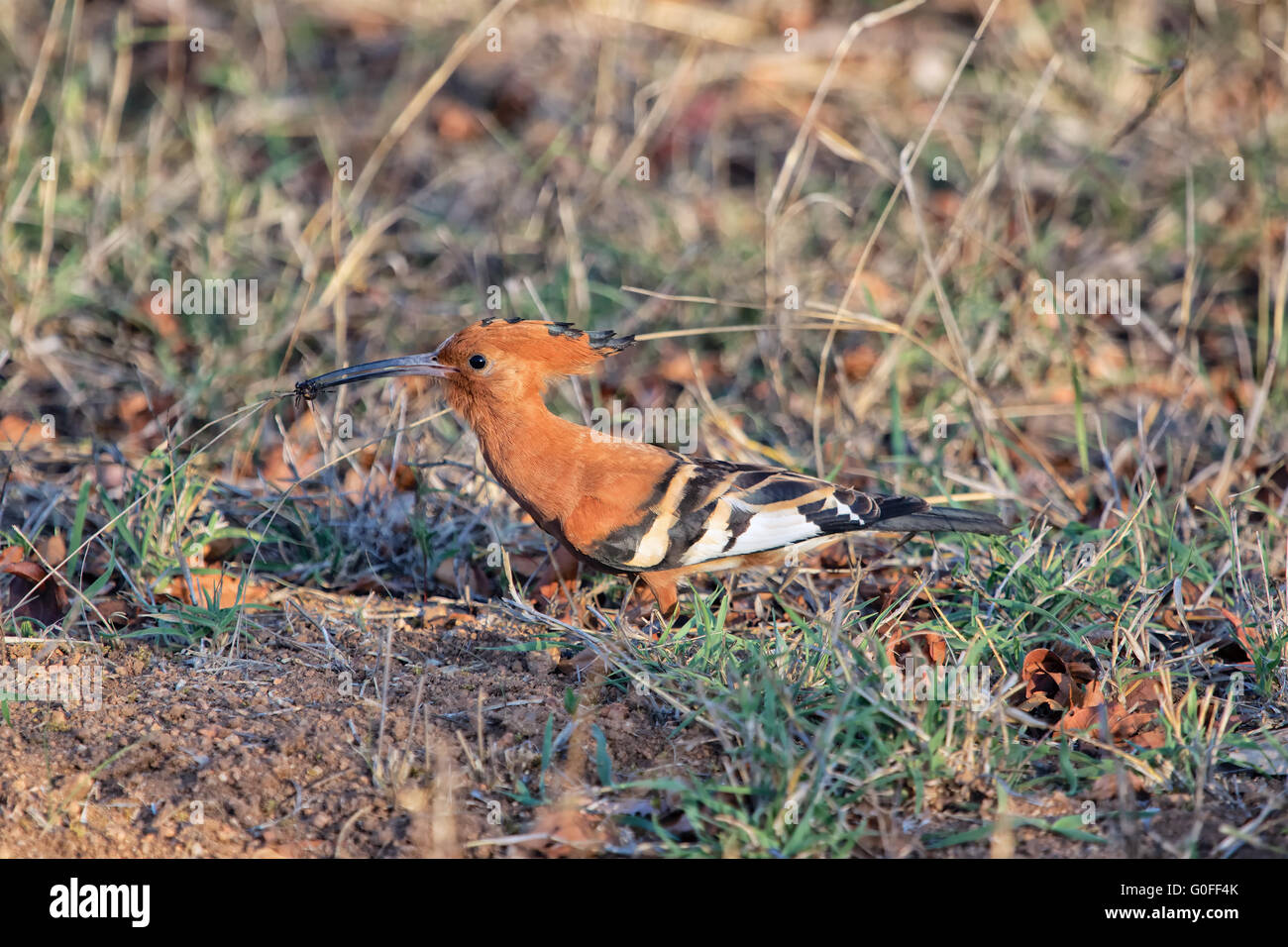 Crested hoopoe hi-res stock photography and images - Alamy