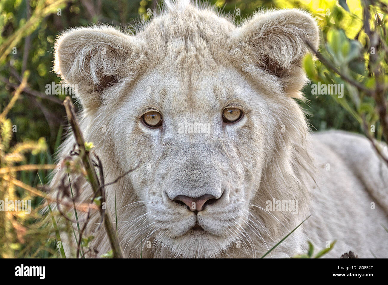 white lion cub Stock Photo - Alamy