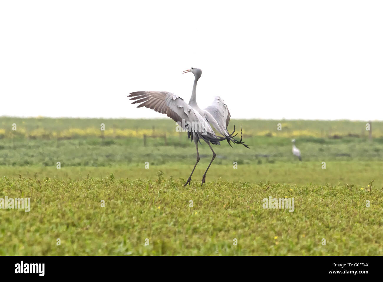 Blue Crane High Resolution Stock Photography and Images - Alamy