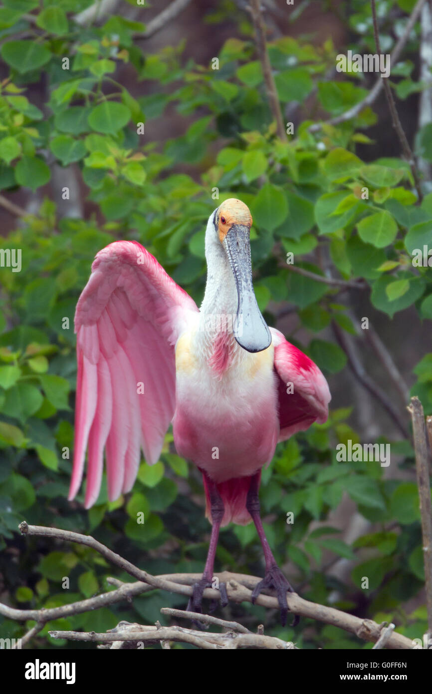 Roseate spoonbill hi-res stock photography and images - Alamy