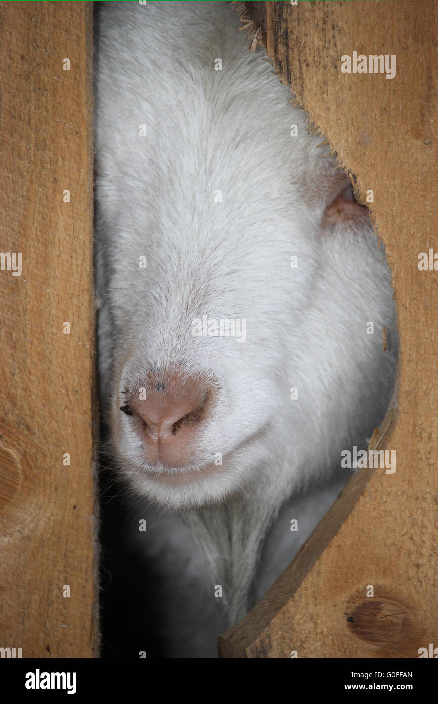Goat skin hi-res stock photography and images - Alamy