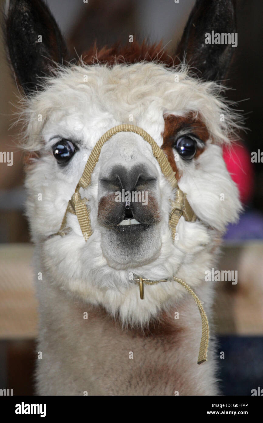 Lamas animals hi-res stock photography and images - Alamy