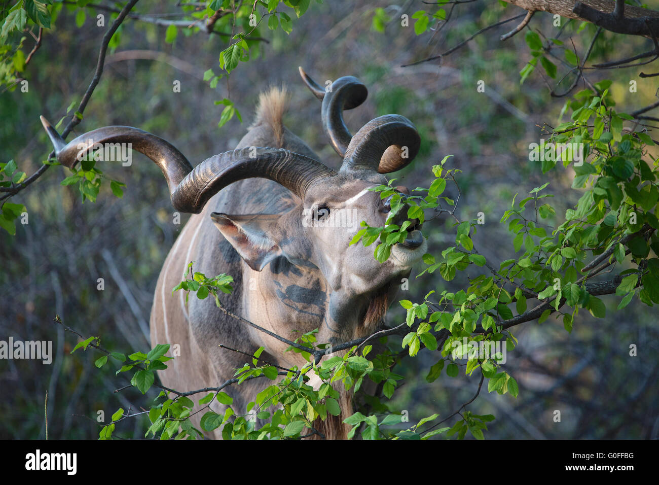 grand kudu eating a tree Stock Photo - Alamy