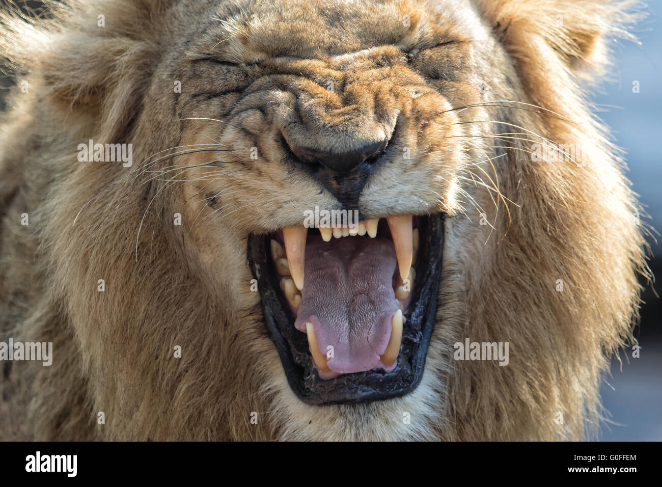 lion screaming at kruger national park Stock Photo - Alamy