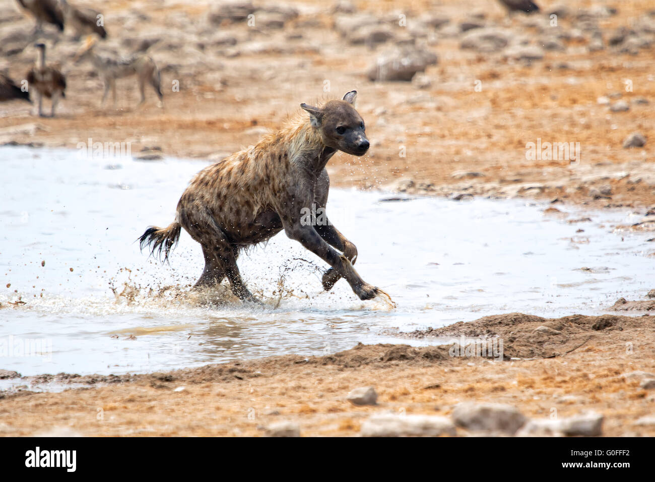spotted hyena at etosha namibia Stock Photo - Alamy