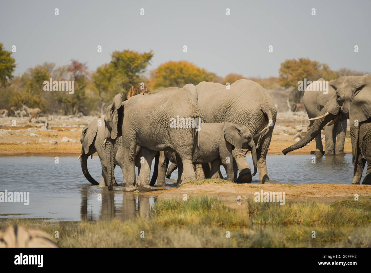 Herd of elephants Stock Photo - Alamy