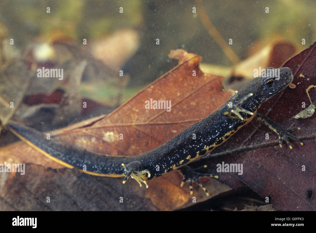 Northern crested newt not cristatus hi-res stock photography and images ...