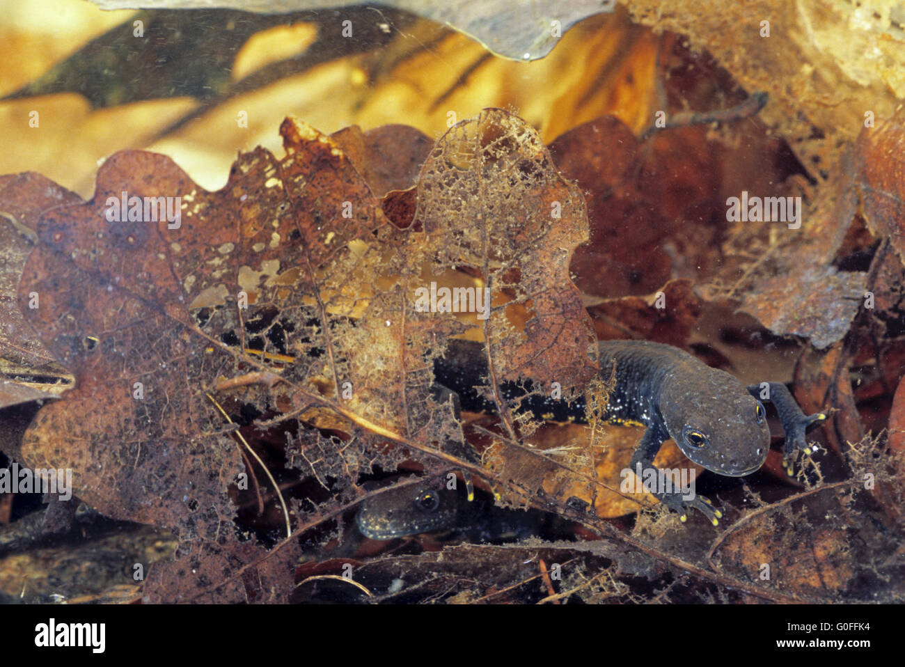 Newt eggs hi-res stock photography and images - Alamy