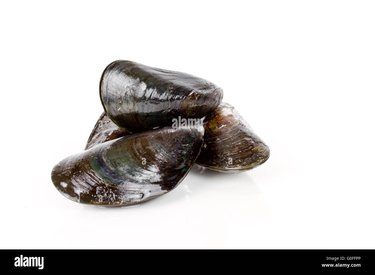 Muschelschalen hi-res stock photography and images - Alamy
