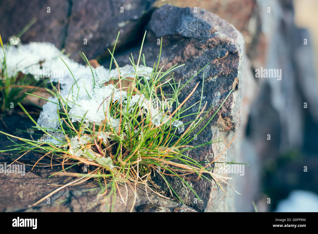 Mountain tussock grass hi-res stock photography and images - Alamy