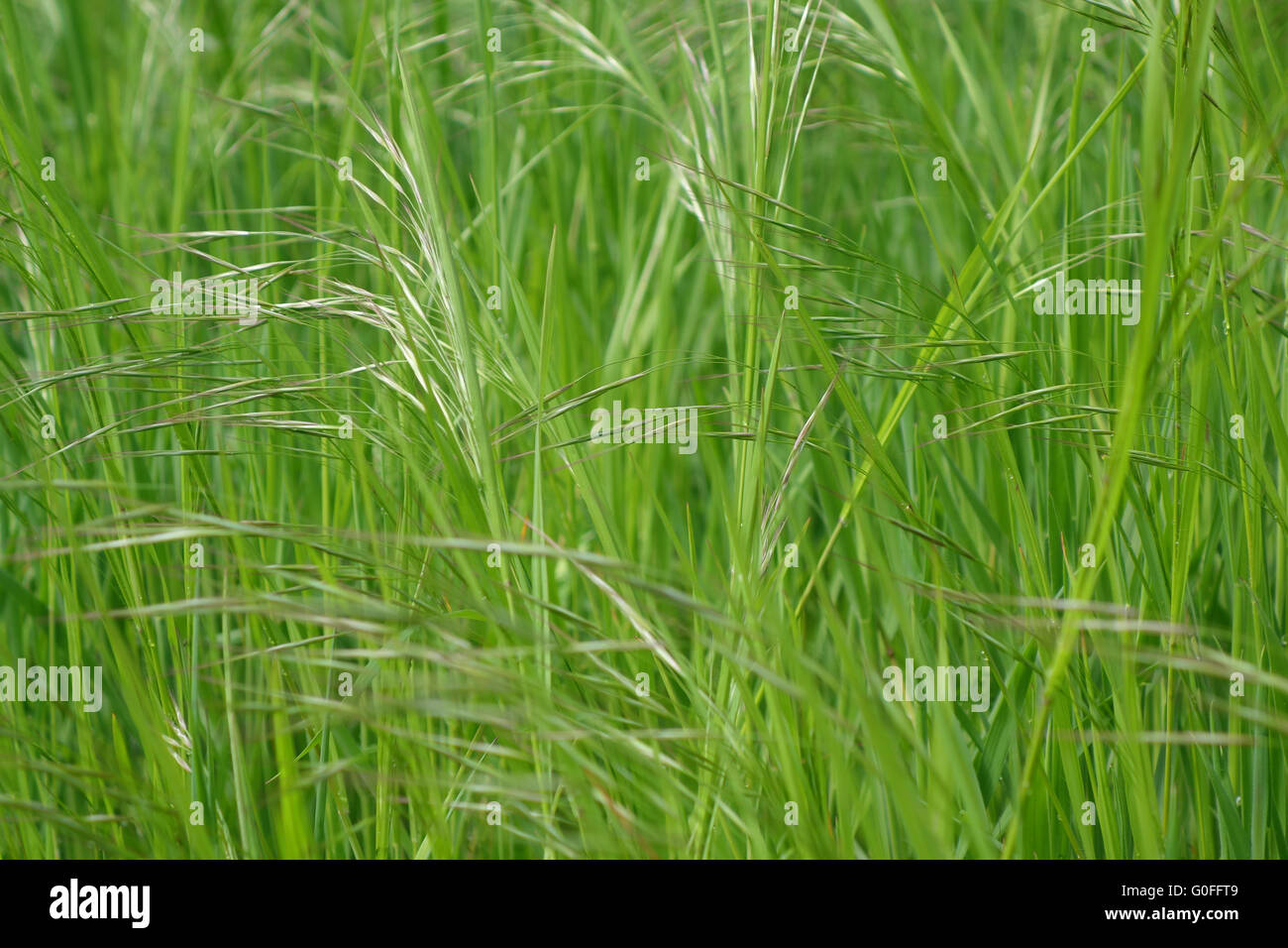Green grass in the wind Stock Photo - Alamy