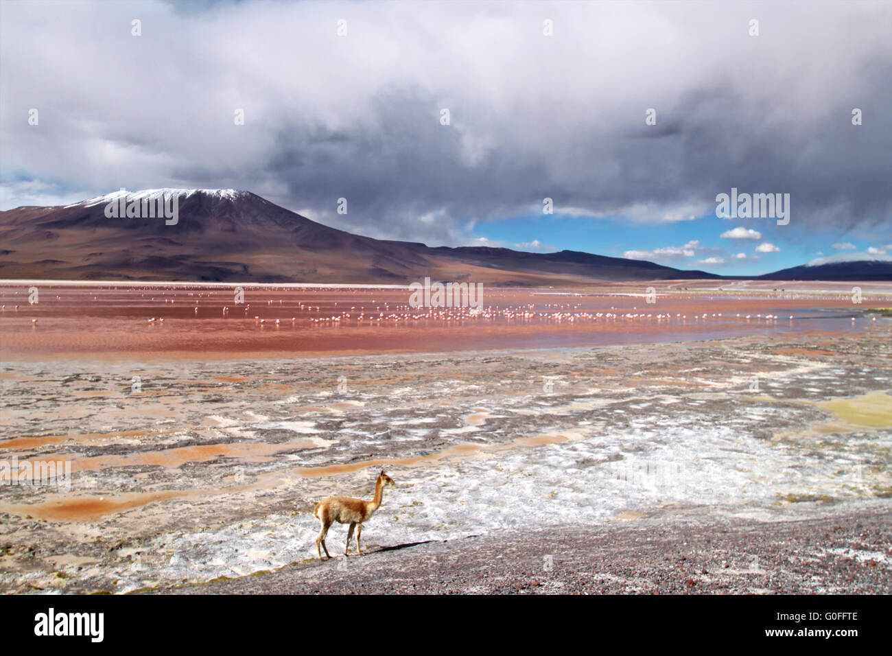 Laguna colorada bolivia hi-res stock photography and images - Alamy