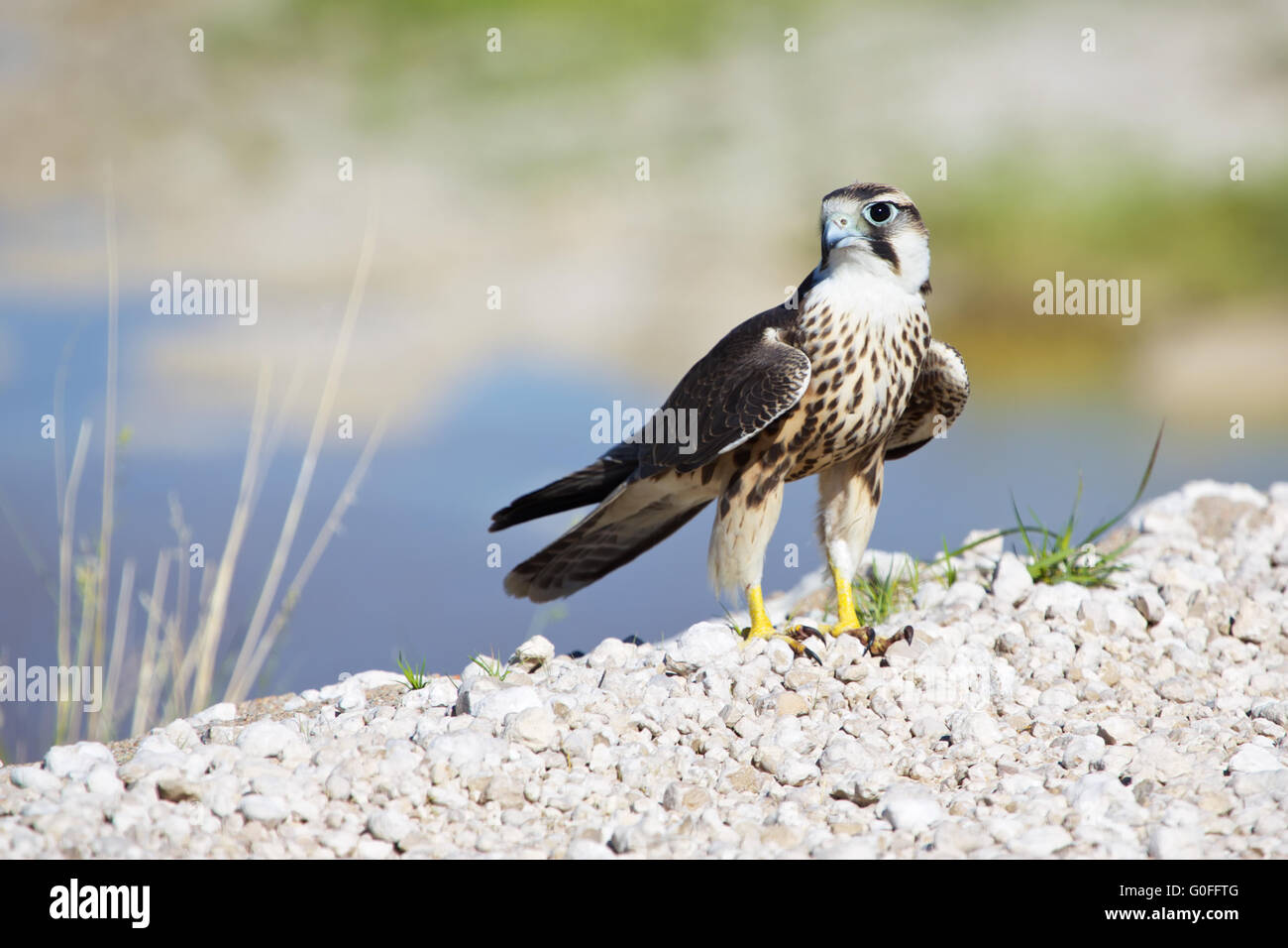 Lanner falcon namibia hi-res stock photography and images - Alamy