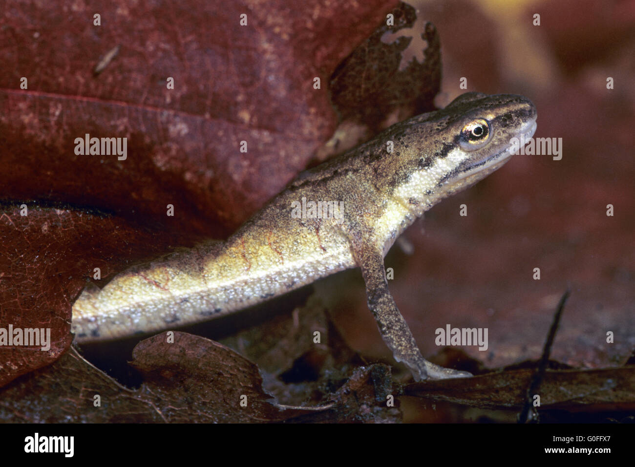 Northern smooth newt hi-res stock photography and images - Alamy