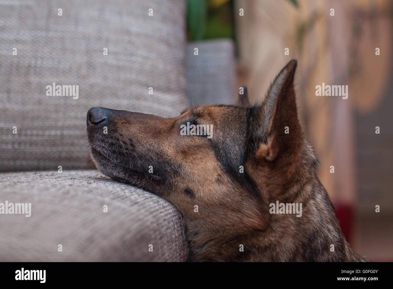 The watch braun hi-res stock photography and images - Alamy