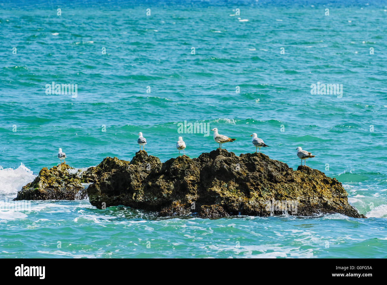 Seagulls on the Rock Stock Photo - Alamy