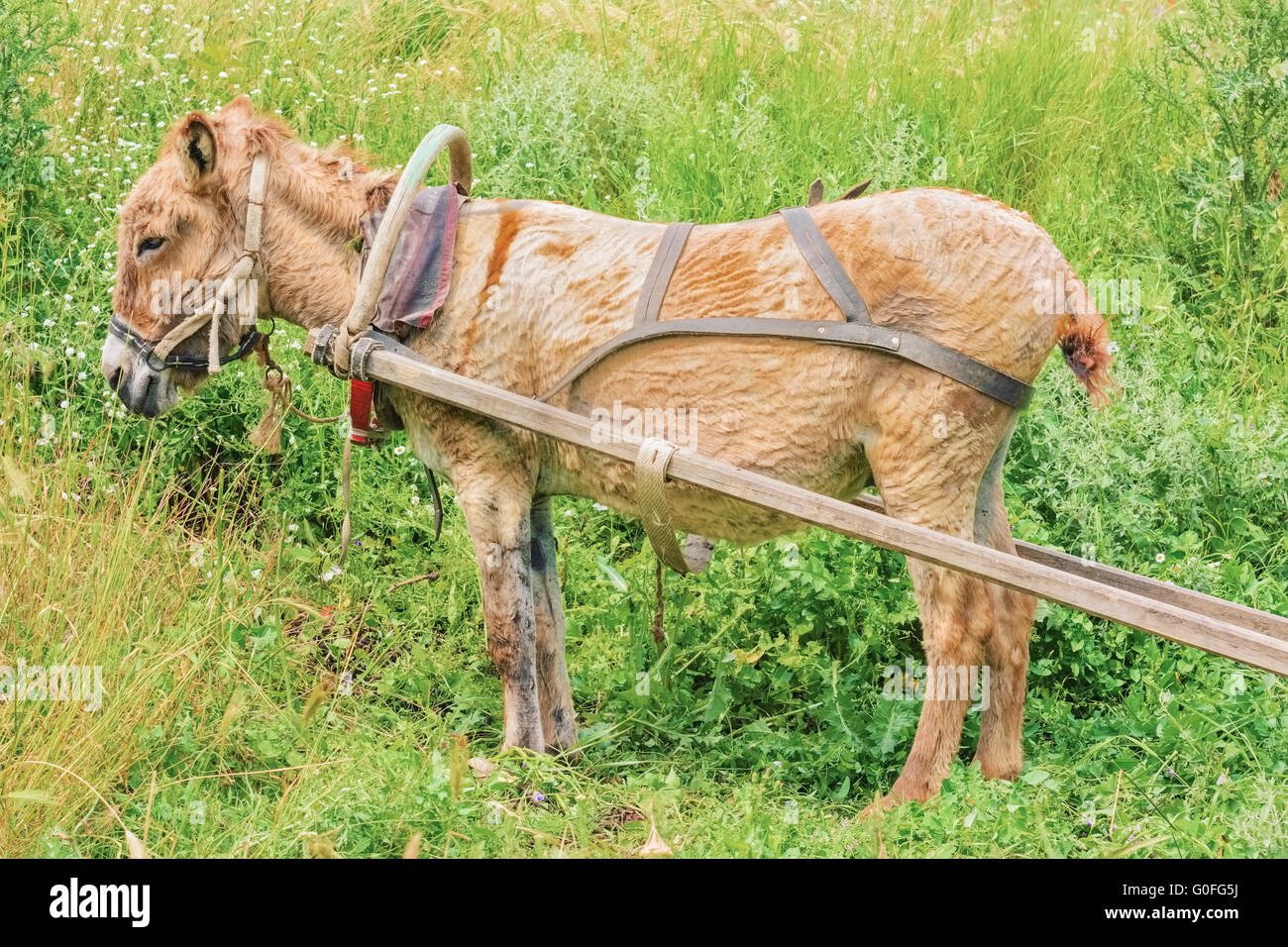Harnessed donkey Stock Photo - Alamy