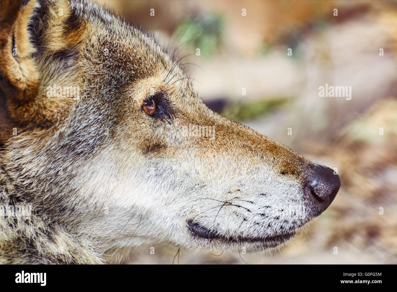Portrait of The Wolf Stock Photo - Alamy