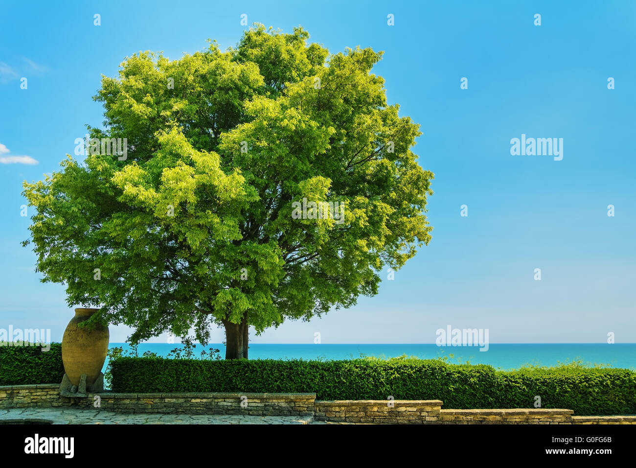 Tree with Lush Foliage Stock Photo - Alamy