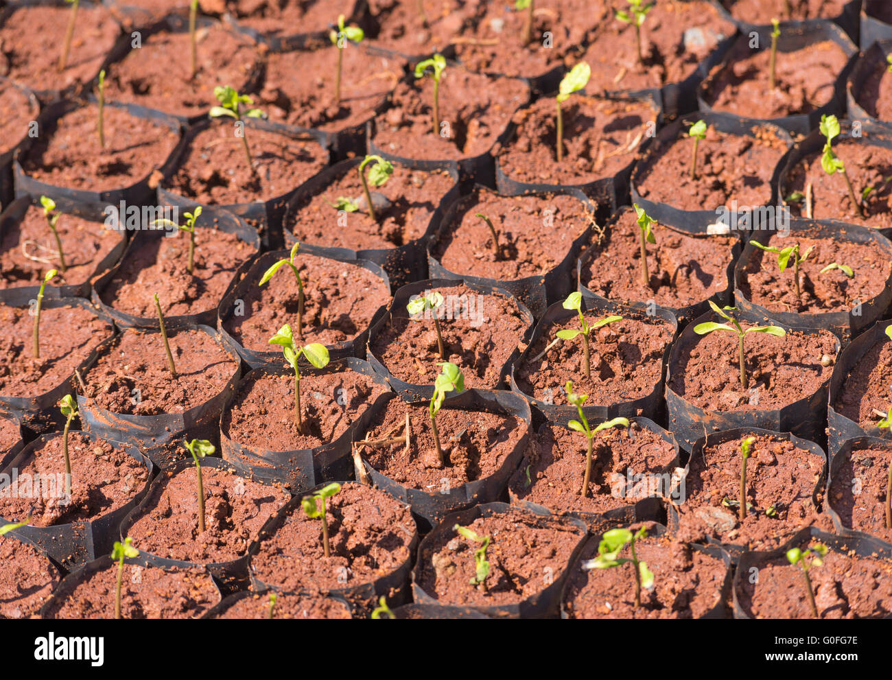 Seedlings for sale hi-res stock photography and images - Alamy