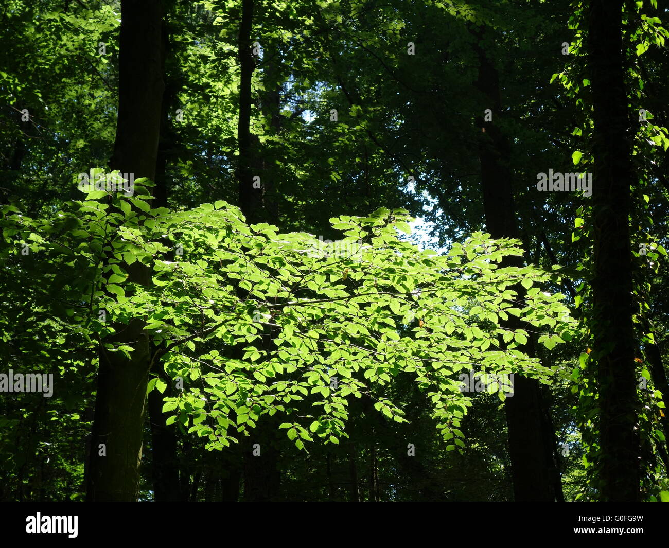 Light and shadow in a green forest Stock Photo - Alamy
