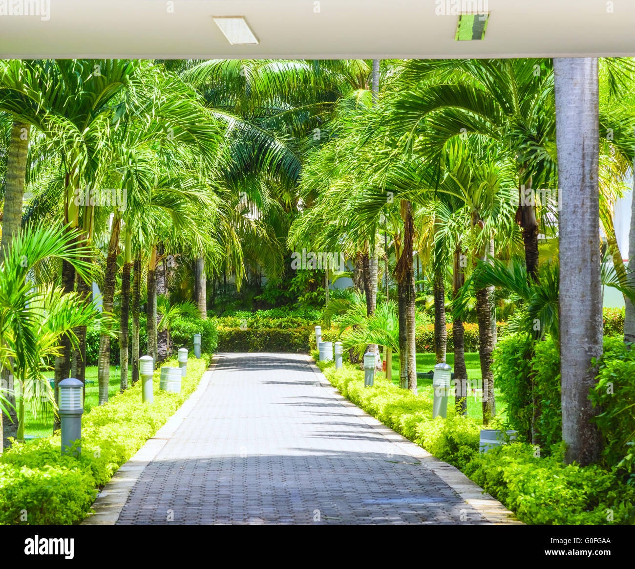 bridge walkway with palm trees standing in a row against the blue sky ...