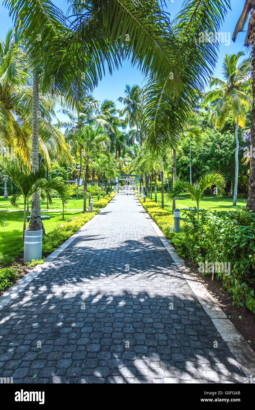 bridge walkway with palm trees standing in a row against the blue sky ...