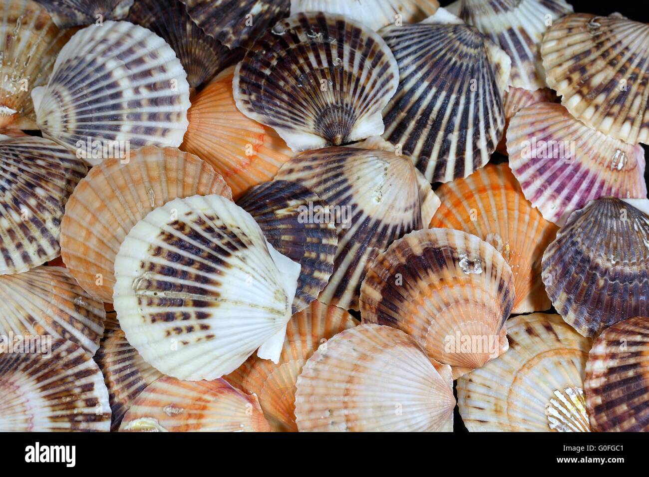 Pectinidae hi-res stock photography and images - Alamy