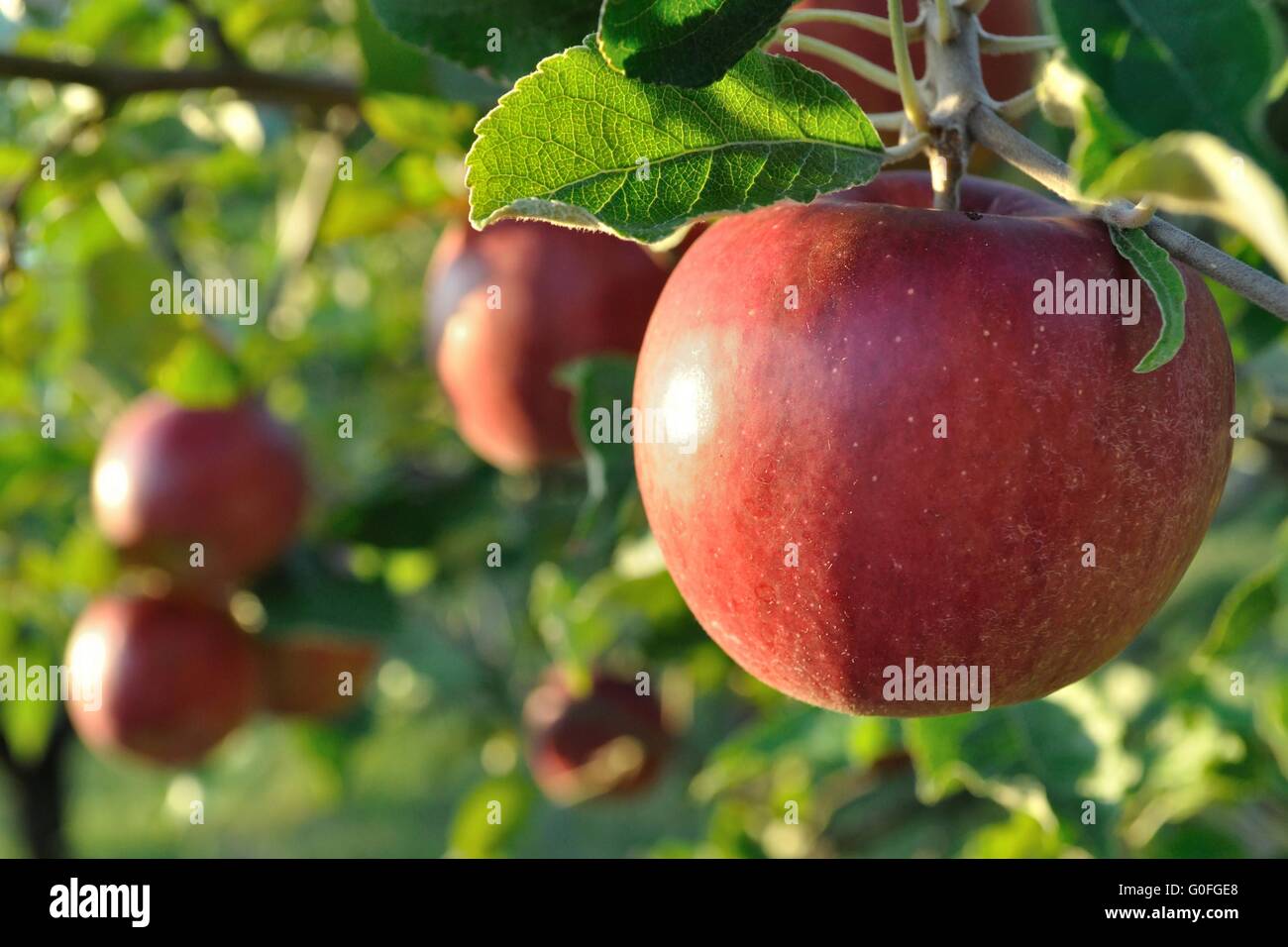 Cluster of ripe apples on a tree branch Stock Photo - Alamy