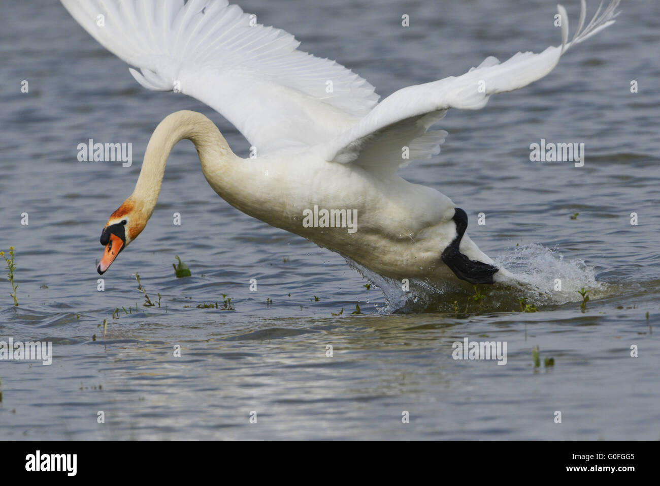 Swan breeding season hi-res stock photography and images - Alamy