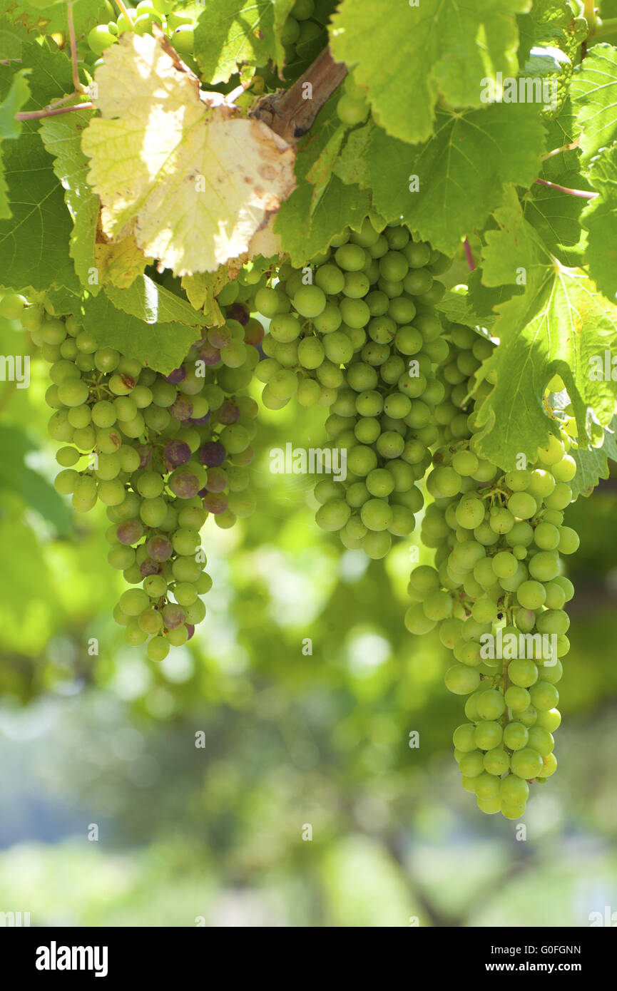 Unripe bunches grapes leaves hi-res stock photography and images - Alamy